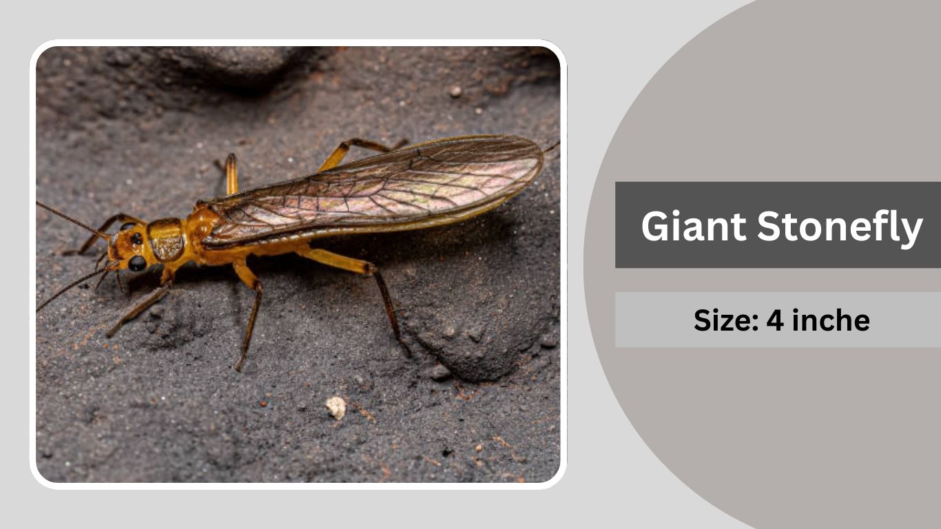 27 Largest Insects in the World: Identification with Size