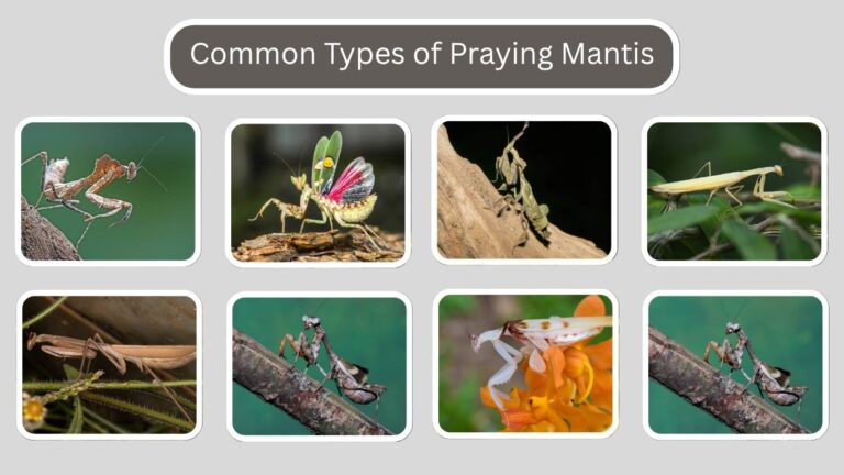 21 Common Types of Praying Mantis: Identification with Pictures