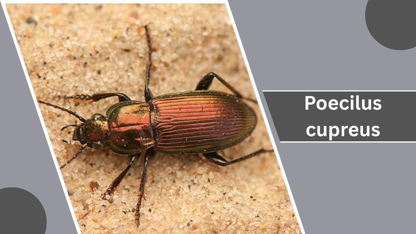 27 Types of Ground Beetles: Different Species Identification