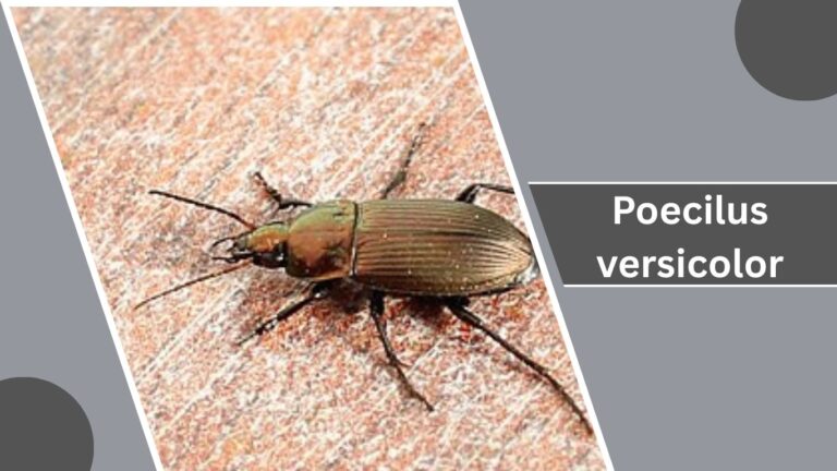 27 Types of Ground Beetles: Different Species Identification