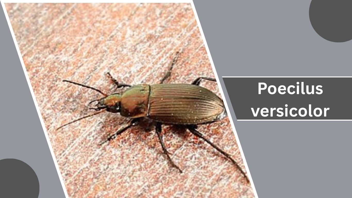 27 Types of Ground Beetles: Different Species Identification