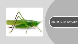 25 Types Of Katydid: Identification with Pictures