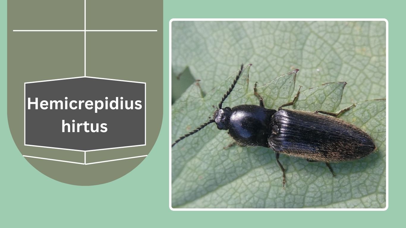27 Types of Click Beetles: Different Species Identification