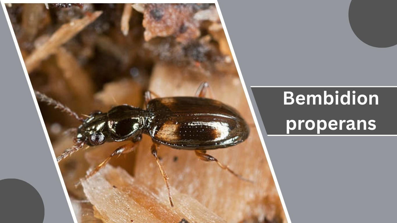 27 Types of Ground Beetles: Different Species Identification
