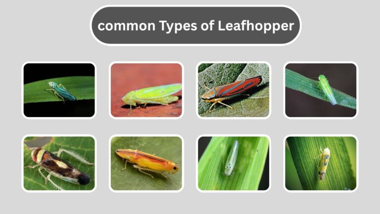 25 Types of Leafhopper: Identification with Pictures