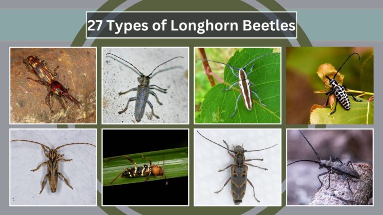 27 Types of Longhorn Beetles: Different Species Identification