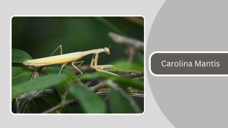21 Common Types of Praying Mantis: Identification with Pictures