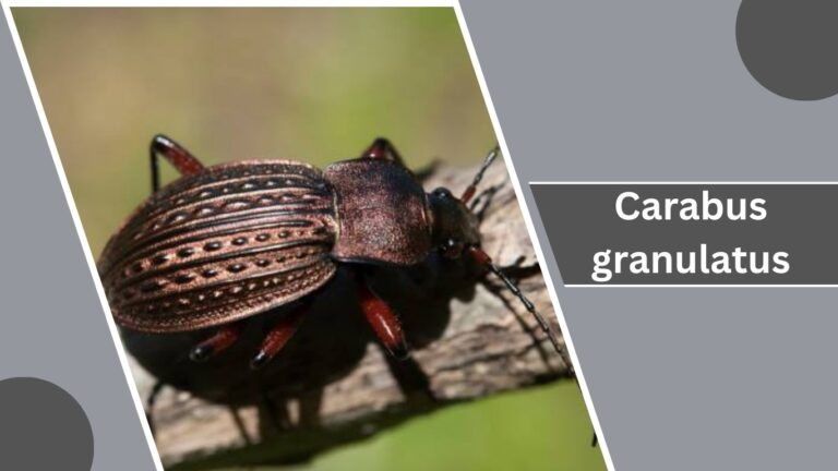 27 Types of Ground Beetles: Different Species Identification