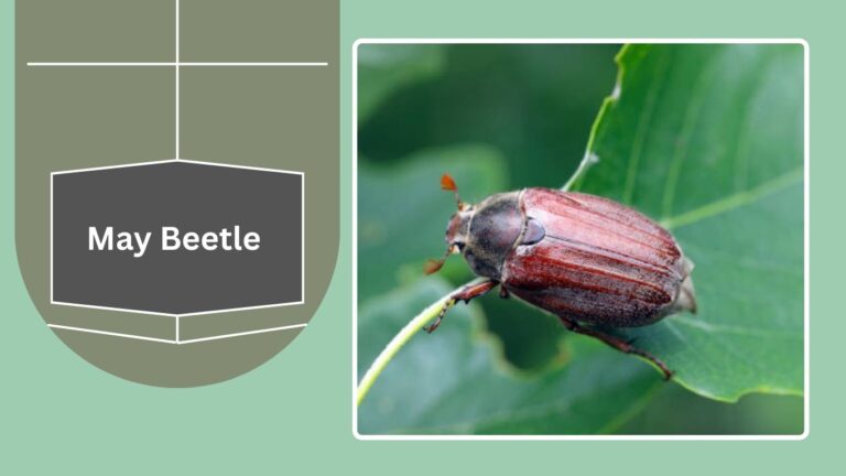 27 Types of Scarab Beetles : Different Species Identification