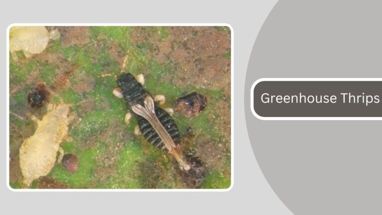 25 types of Thrip: Identification with Pictures