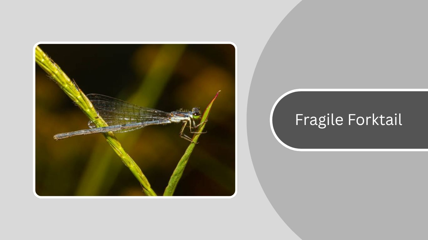 20 Type of Damselfly: Identification with pictures