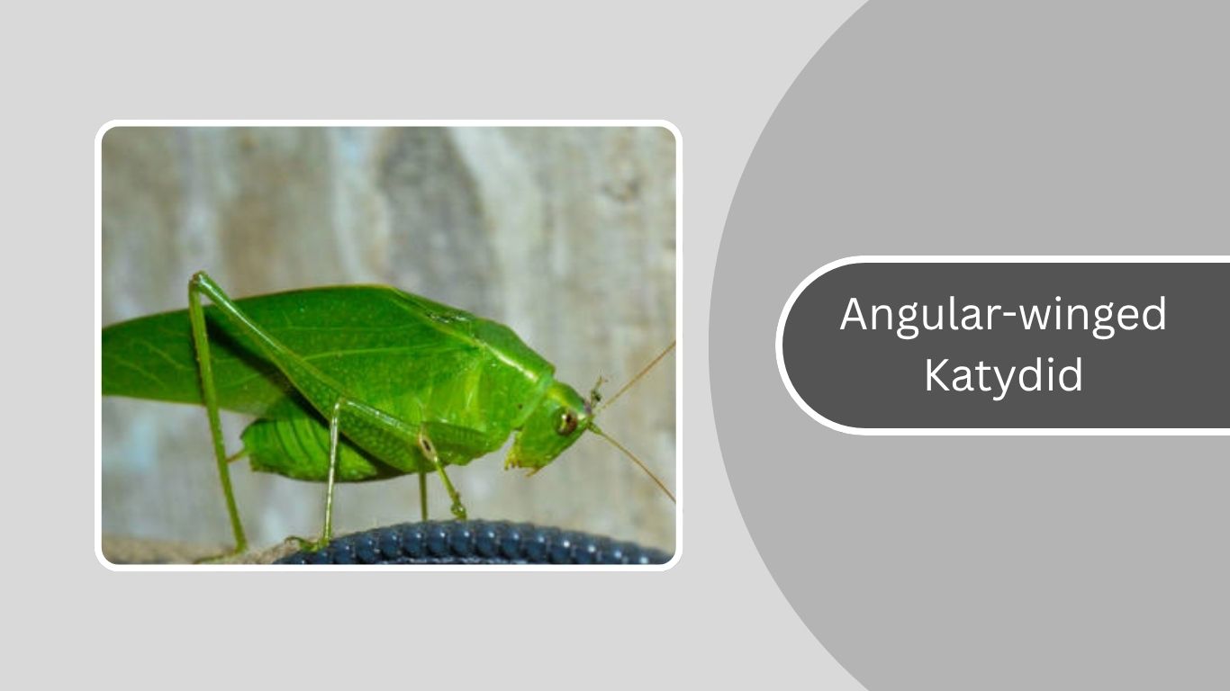 25 Types Of Katydid: Identification with Pictures