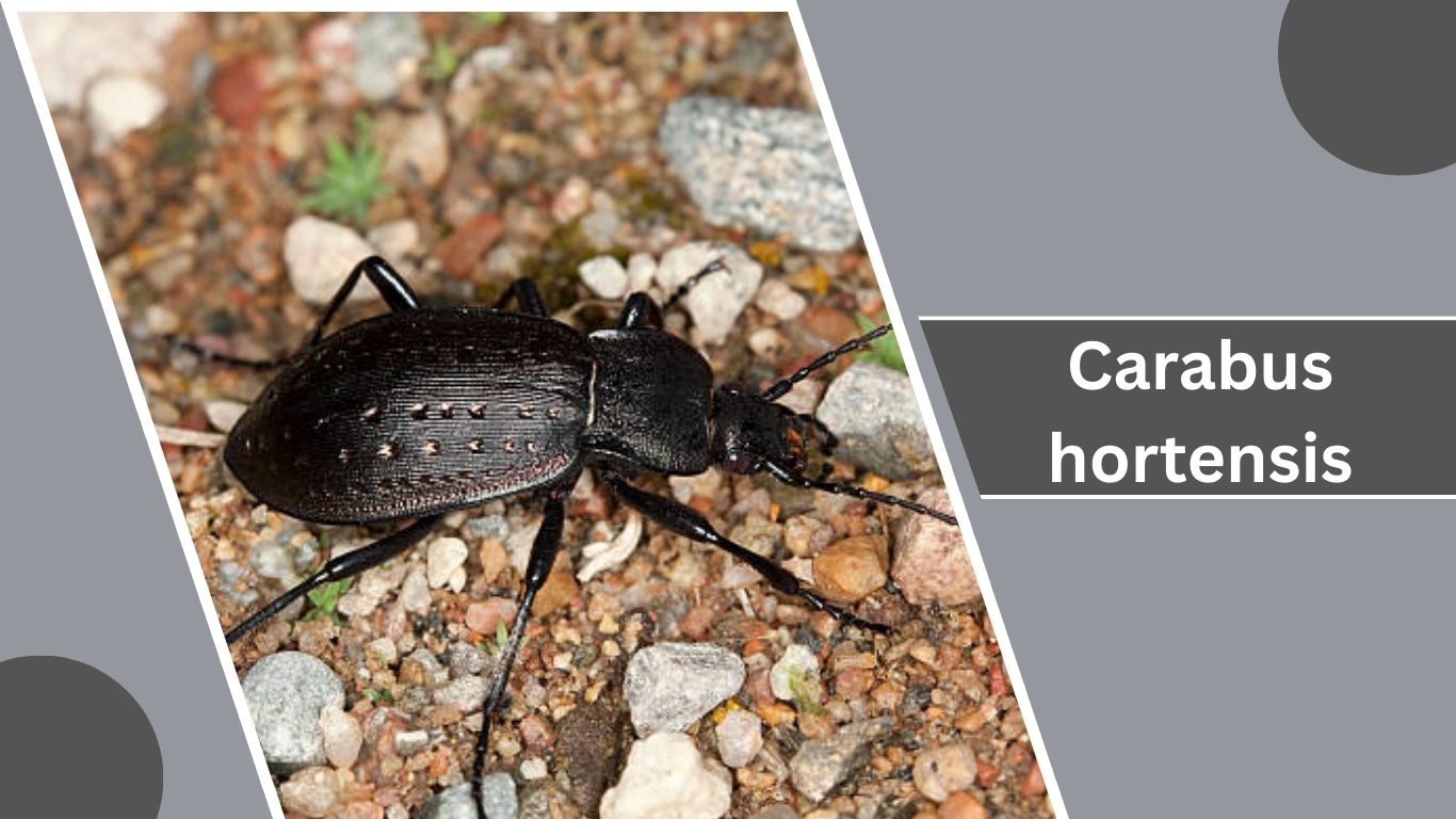27 Types of Ground Beetles: Different Species Identification