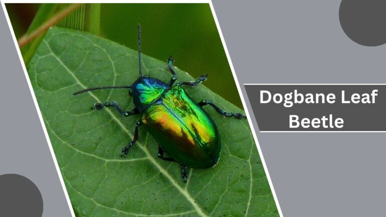 27 Types of Leaf Beetles: Different Species Identification