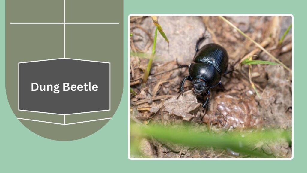 27 Types of Scarab Beetles : Different Species Identification