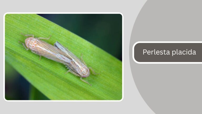 25 types of Stonefly: Identification with Pictures