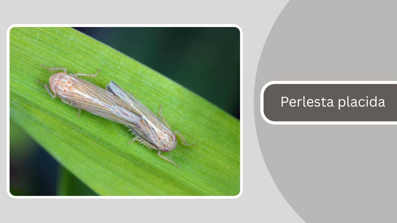 25 types of Stonefly: Identification with Pictures