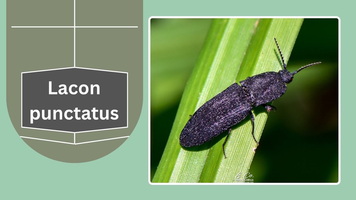 27 Types of Click Beetles: Different Species Identification