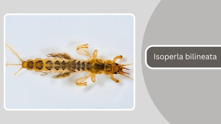 25 types of Stonefly: Identification with Pictures