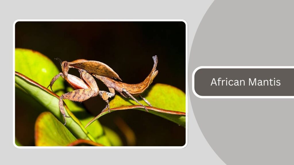 21 Common Types of Praying Mantis: Identification with Pictures
