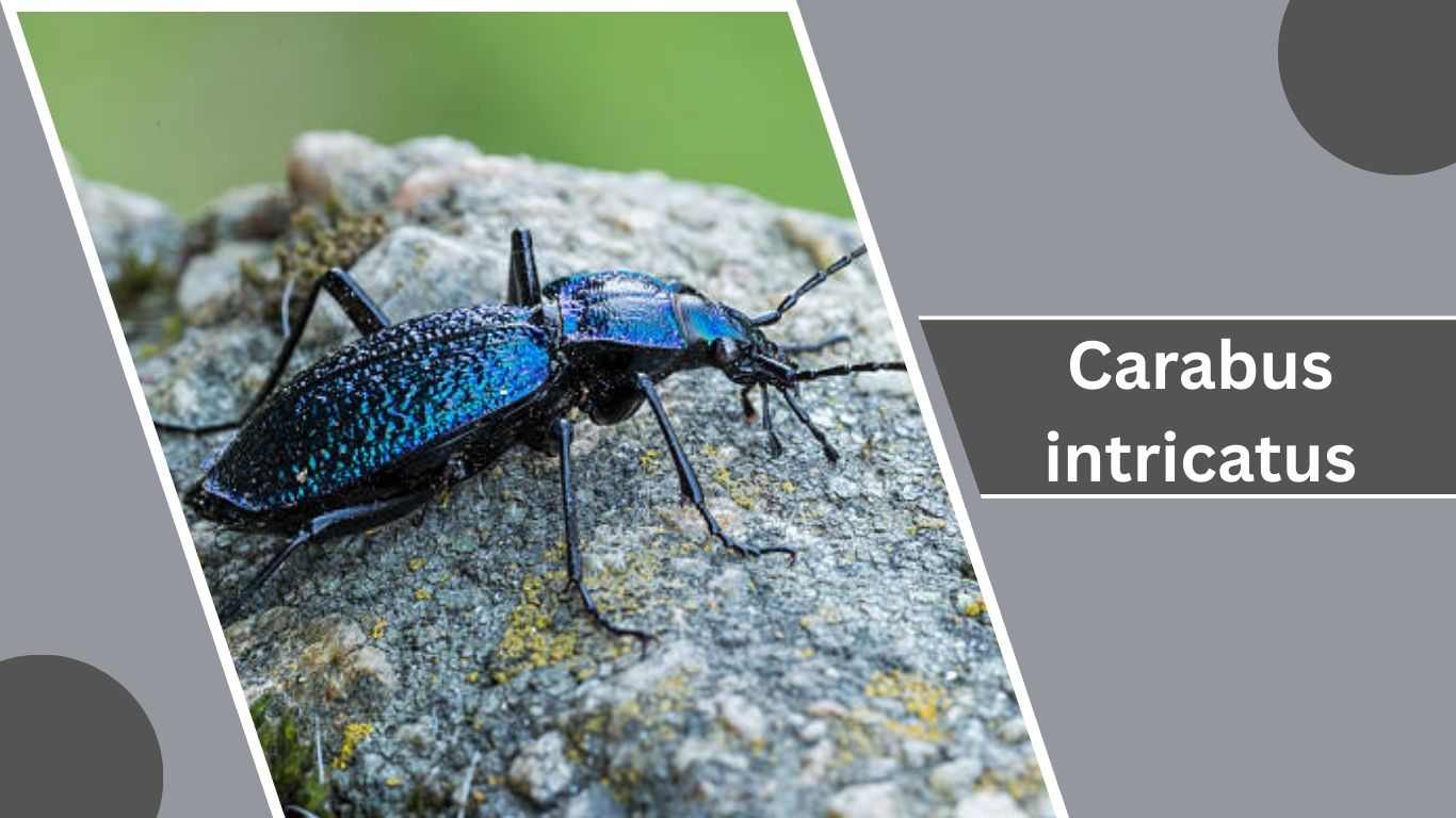 27 Types of Ground Beetles: Different Species Identification