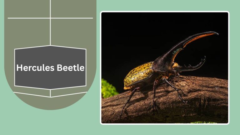 27 Types of Scarab Beetles : Different Species Identification