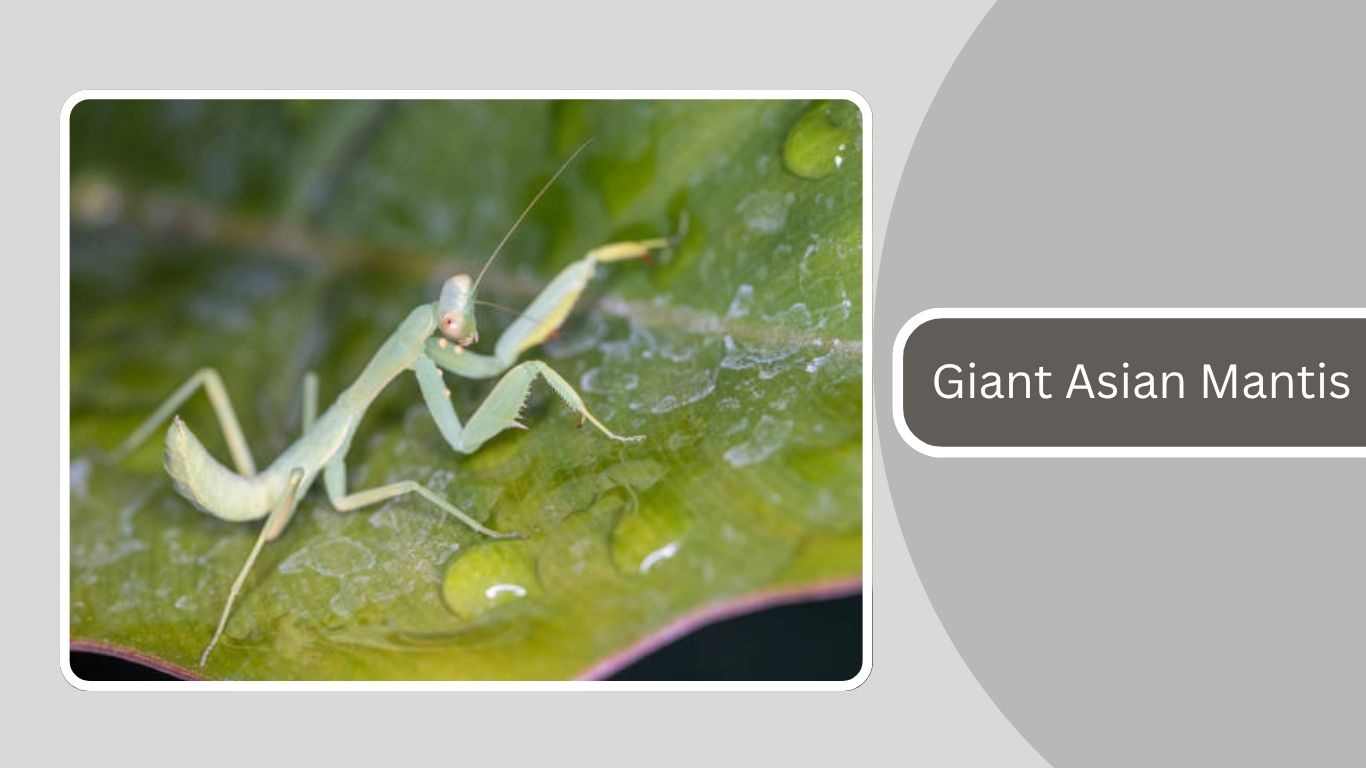 21 Common Types of Praying Mantis: Identification with Pictures
