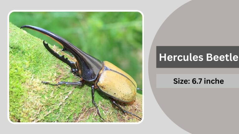 27 Largest Insects in the World: Identification with Size