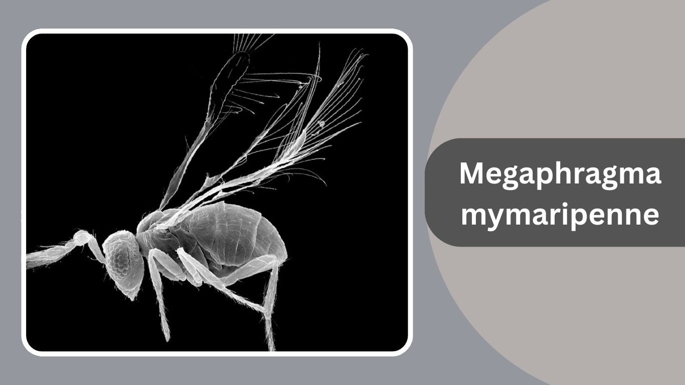15 Smallest Insects in the World: Identification With Pictures