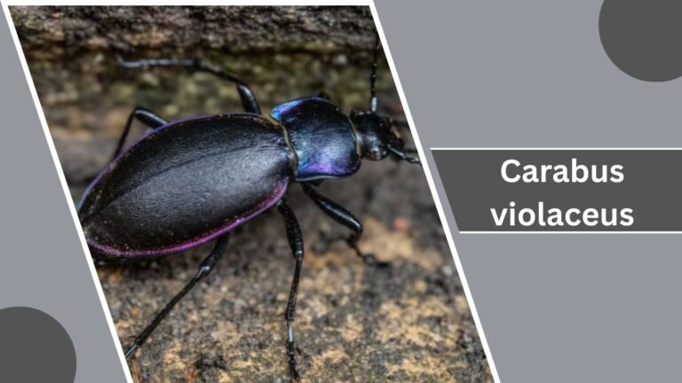 27 Types of Ground Beetles: Different Species Identification
