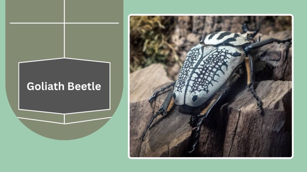 27 Types of Scarab Beetles : Different Species Identification