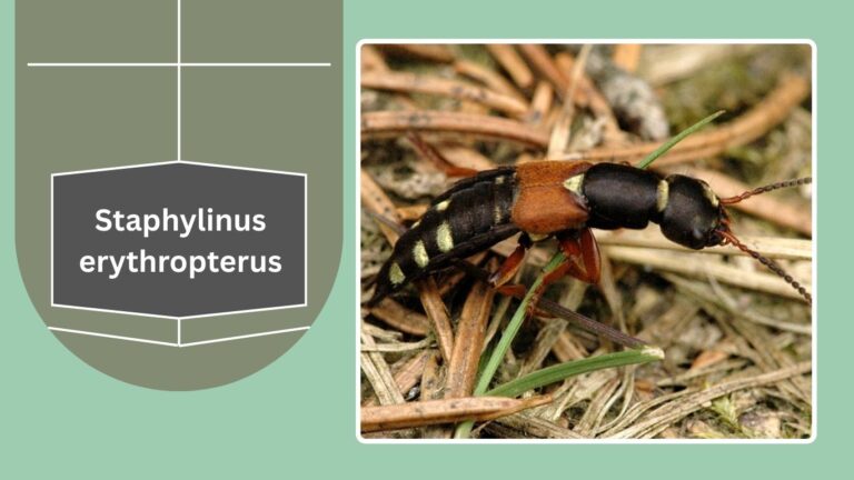 27 Types of Rove Beetles : Different Species Identification