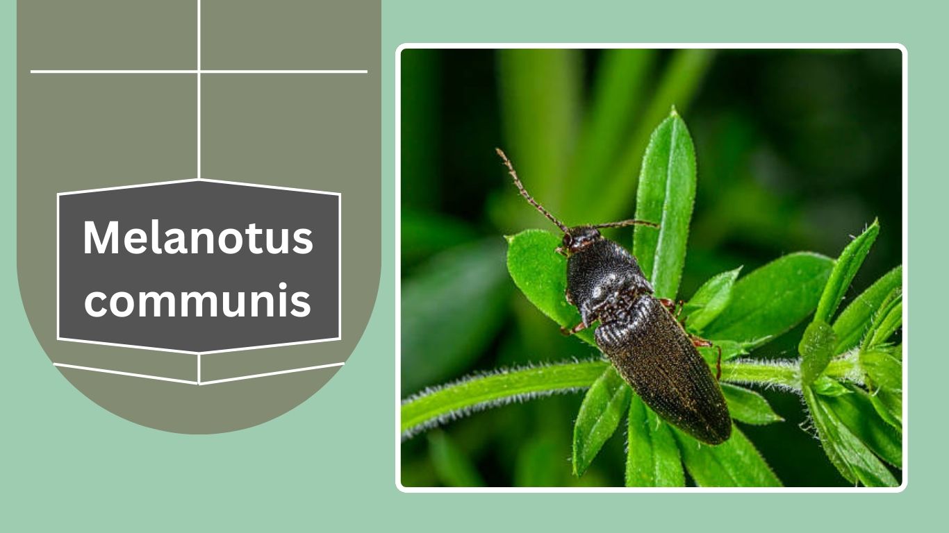 27 Types of Click Beetles: Different Species Identification