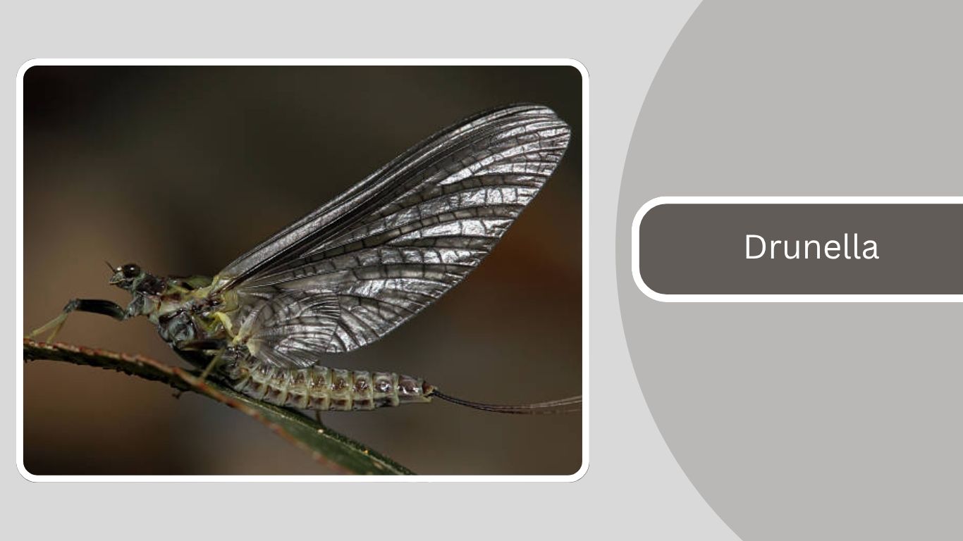 21 Types of Mayflies: Identification with Pictures