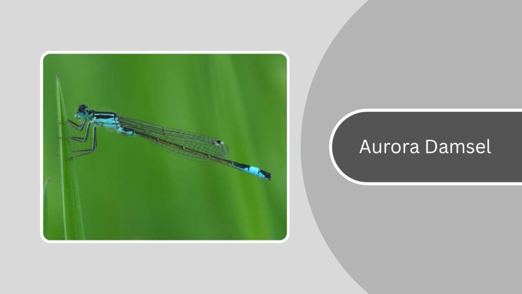 20 Type of Damselfly: Identification with pictures