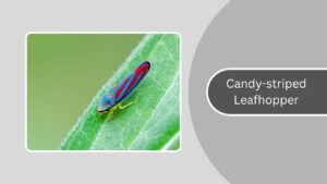 25 Types of Leafhopper: Identification with Pictures