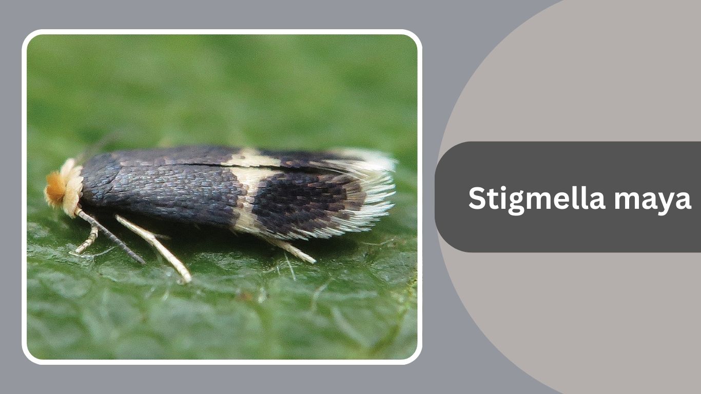 15 Smallest Insects in the World: Identification With Pictures