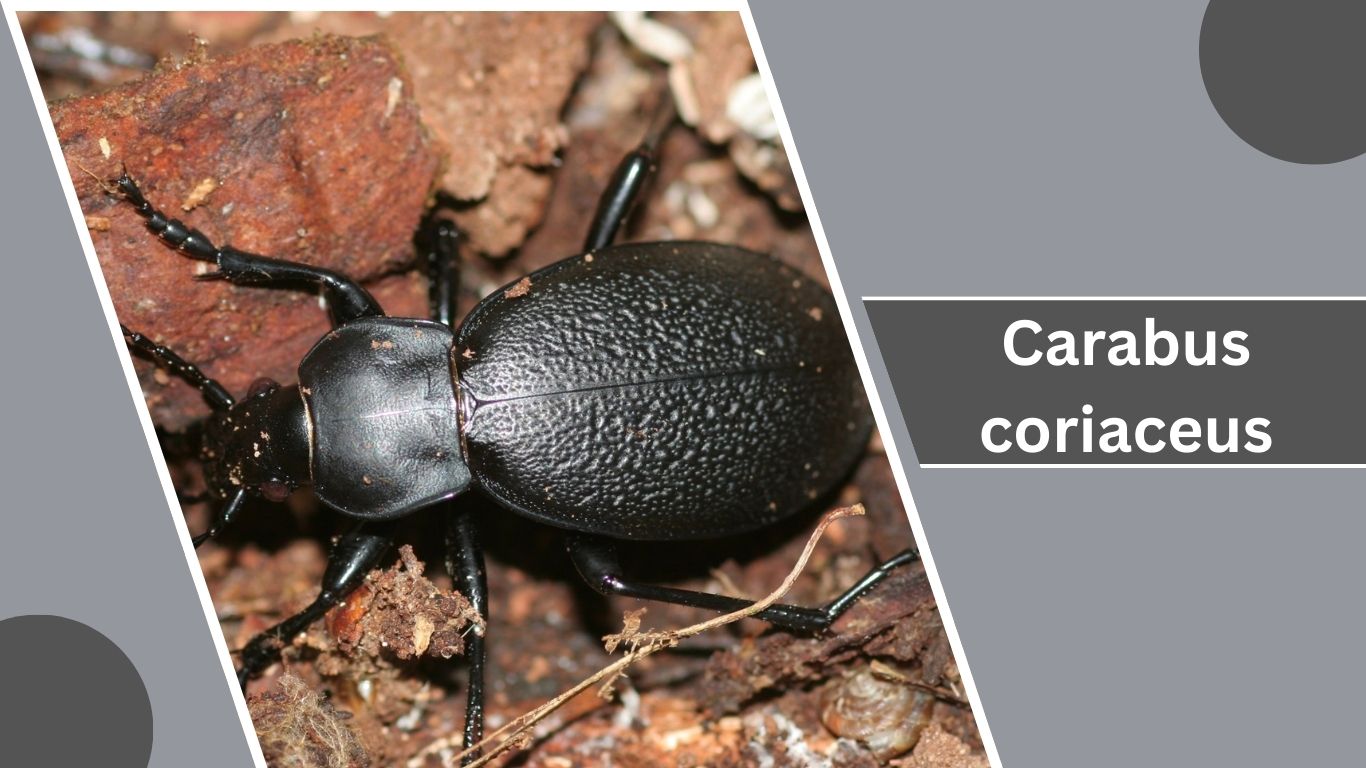 27 Types of Ground Beetles: Different Species Identification