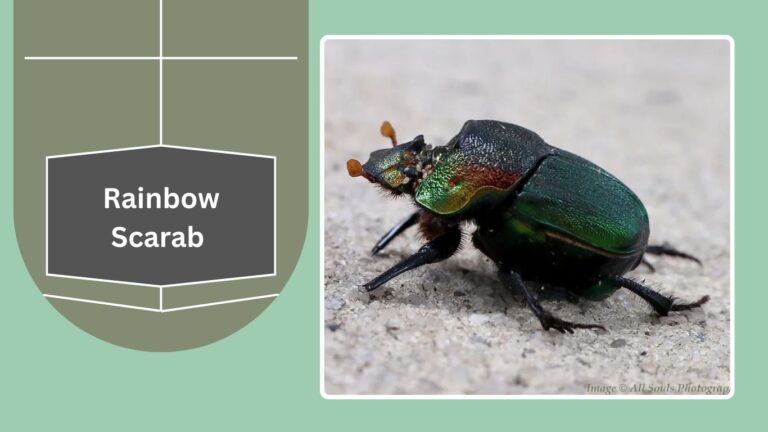 27 Types of Scarab Beetles : Different Species Identification