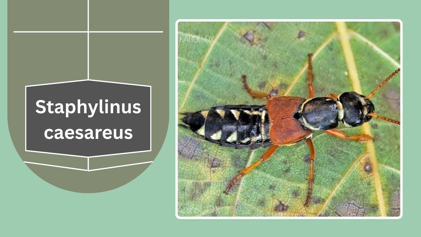 27 Types of Rove Beetles : Different Species Identification