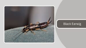 15 Common Types of Earwigs: Identification & Key Traits