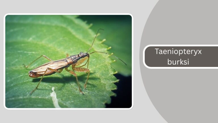 25 types of Stonefly: Identification with Pictures