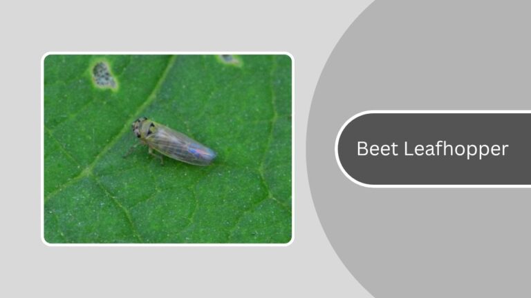 25 Types of Leafhopper: Identification with Pictures
