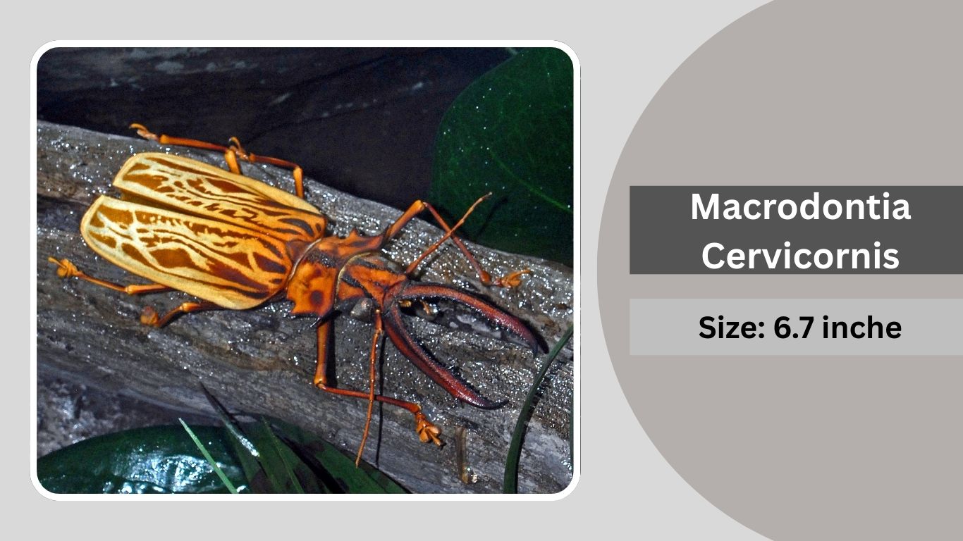 27 Largest Insects in the World: Identification with Size