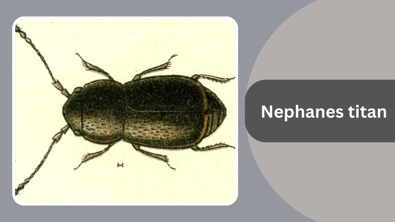 15 Smallest Insects in the World: Identification With Pictures