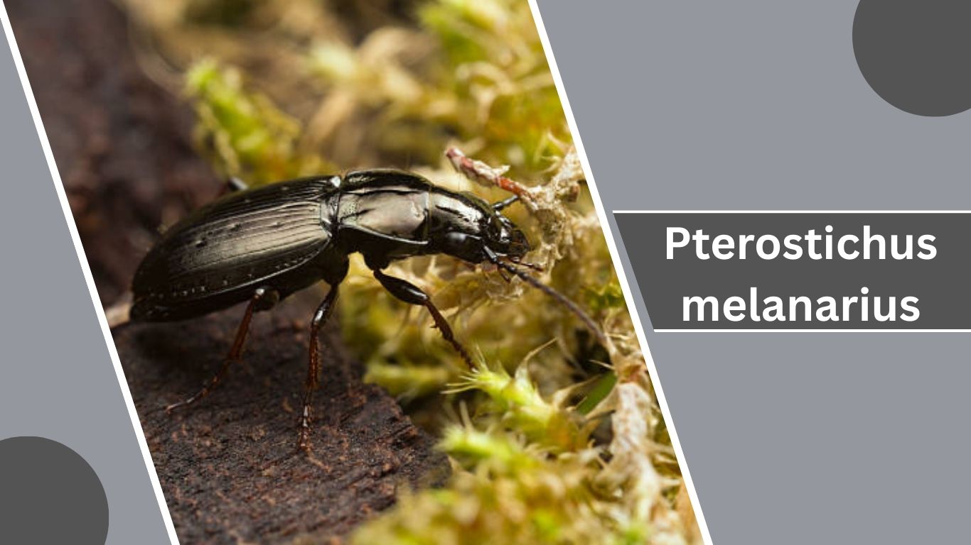 27 Types of Ground Beetles: Different Species Identification