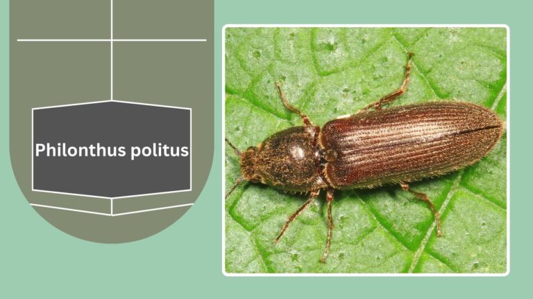 27 Types of Click Beetles: Different Species Identification