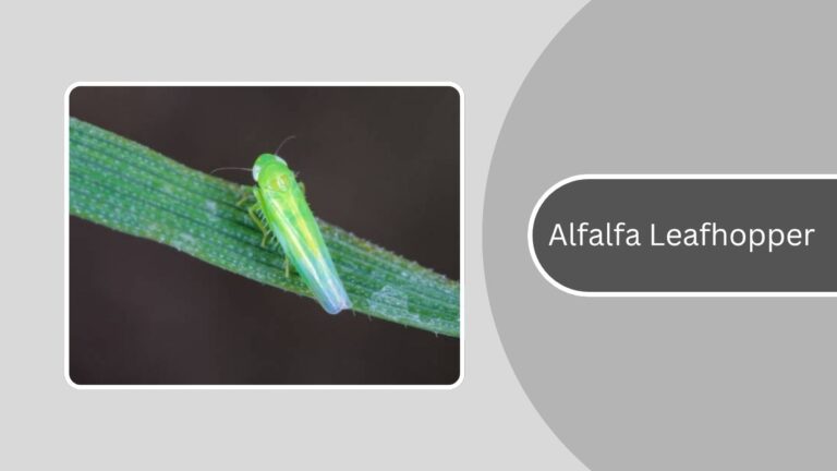 25 Types of Leafhopper: Identification with Pictures