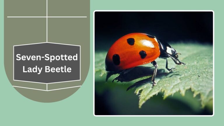 17 Common Types of Lady Beetles: Species Identification