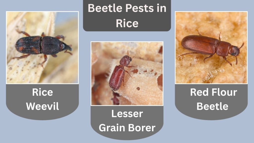 Tiny Insects in Rice: Identification, Types, and Control